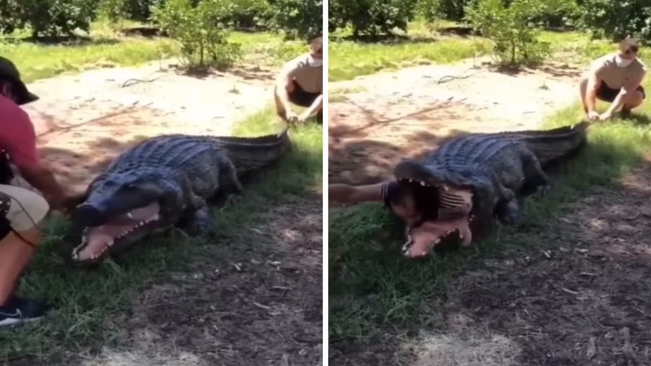 Viral Video: সাংঘাতিক কাণ্ড! কুমিরের পেট থেকে বেরিয়ে আসছে আস্ত একটা ...