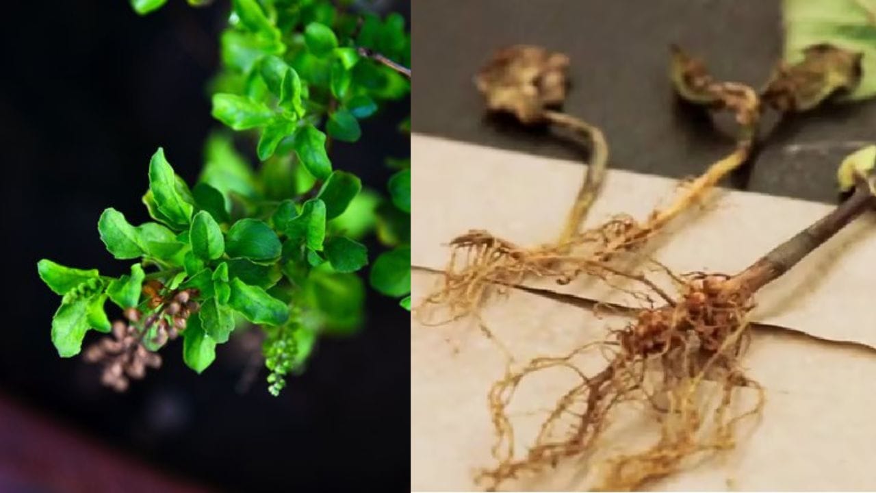 Remedies for Tulsi Root: শুধু পাতা নয়, সোনার মত ভাগ্য বদলে দেয় তুলসীর ...