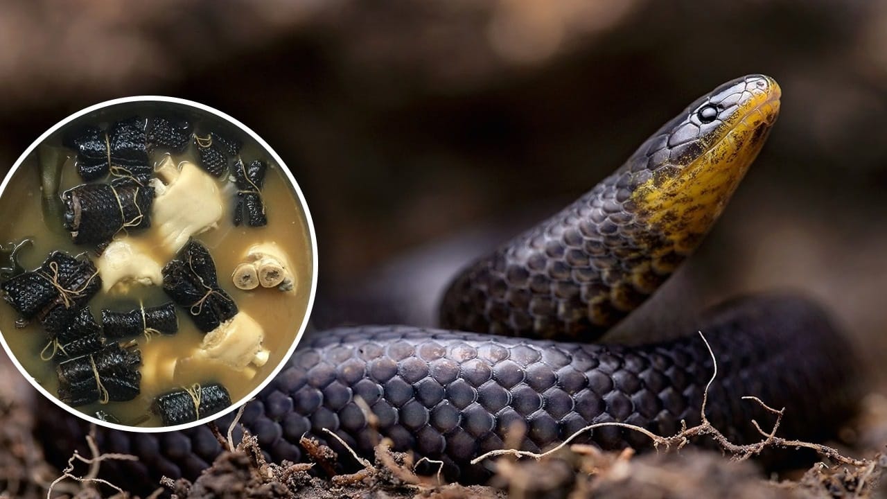 Snake Soup: শীত পড়লেই সাপের স্যুপের বিক্রি বেড়ে যায় দেদার, তবু ...