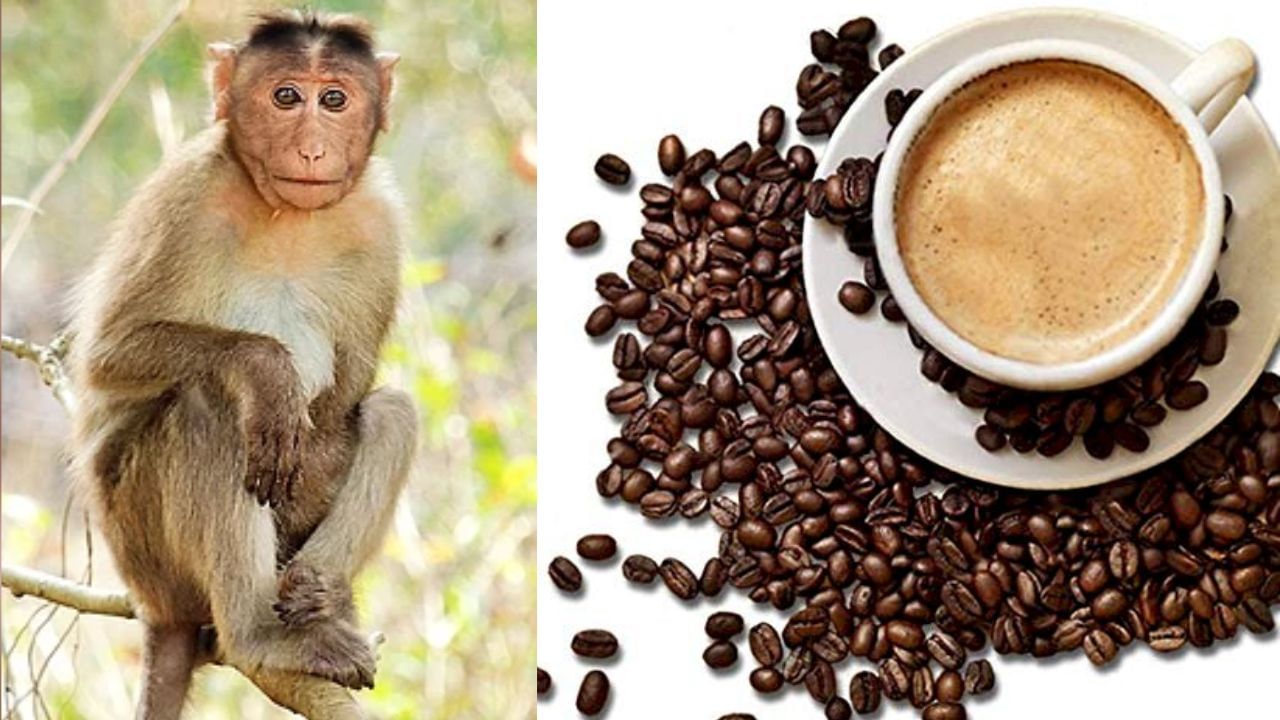 Monkey spit coffee: ভারতের দামি কফি বাঁদরের থুতু থেকে তৈরি, কোথায় ...