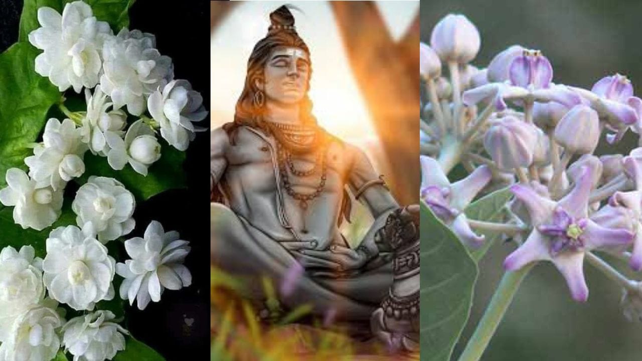 Lucky Plant For Mahashivratri: ভাগ্য হবে সোনায় সোহাগা! মহাশিবরাত্রির ...