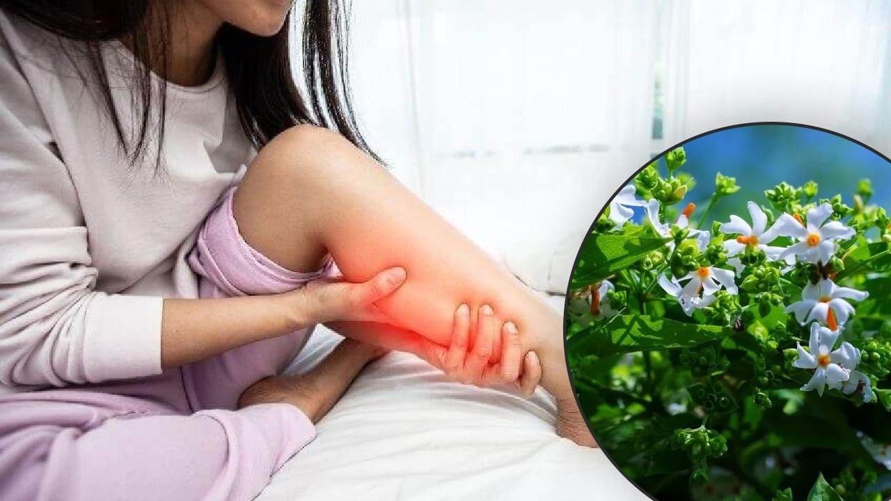 পুরনো গাঁটে ব্যথা থেকে হাঁটুর যন্ত্রণা, এই পাতা খেলে সব কষ্ট গায়েব! - Bengali News | Parijat ...