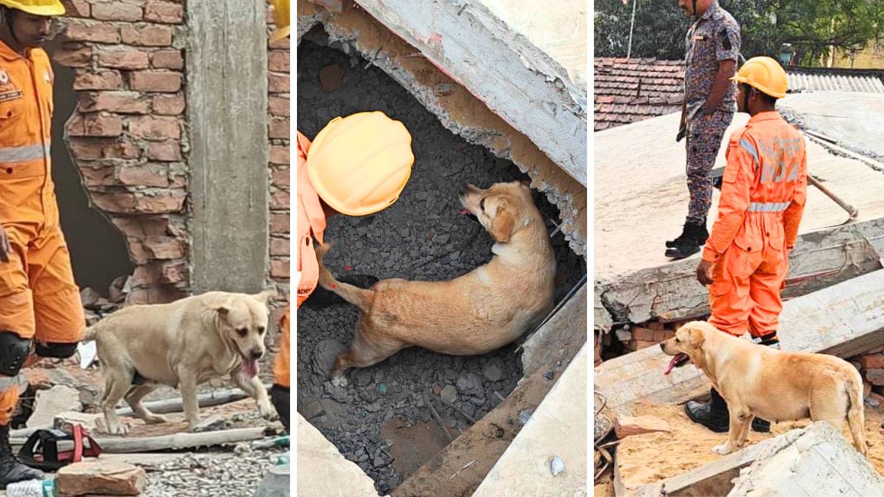 Dog Squad: কোথায় আটকে মানুষ, শুঁকেই বলে দিচ্ছিল 'রোমিও' আর 'জুলি', ৮০ ...