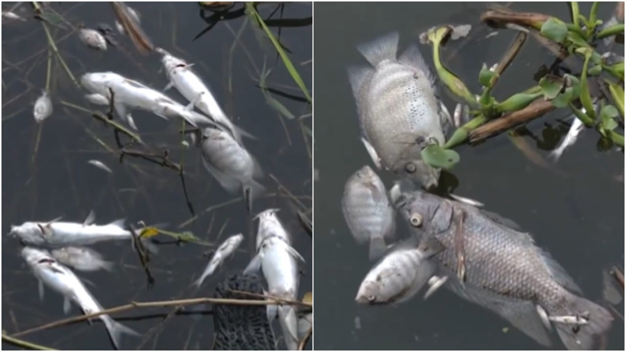 Kerala fish death: পেরিয়ার নদীতে ভাসছে হাজার-হাজার মরা মাছ, ক্ষোভে ...