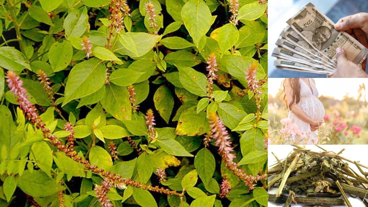 Apamarga Plant: এই বুনো গাছের ম্যাজিকেই উজ্জ্বল হবে আপনার ভাগ্য! বাংলো ...