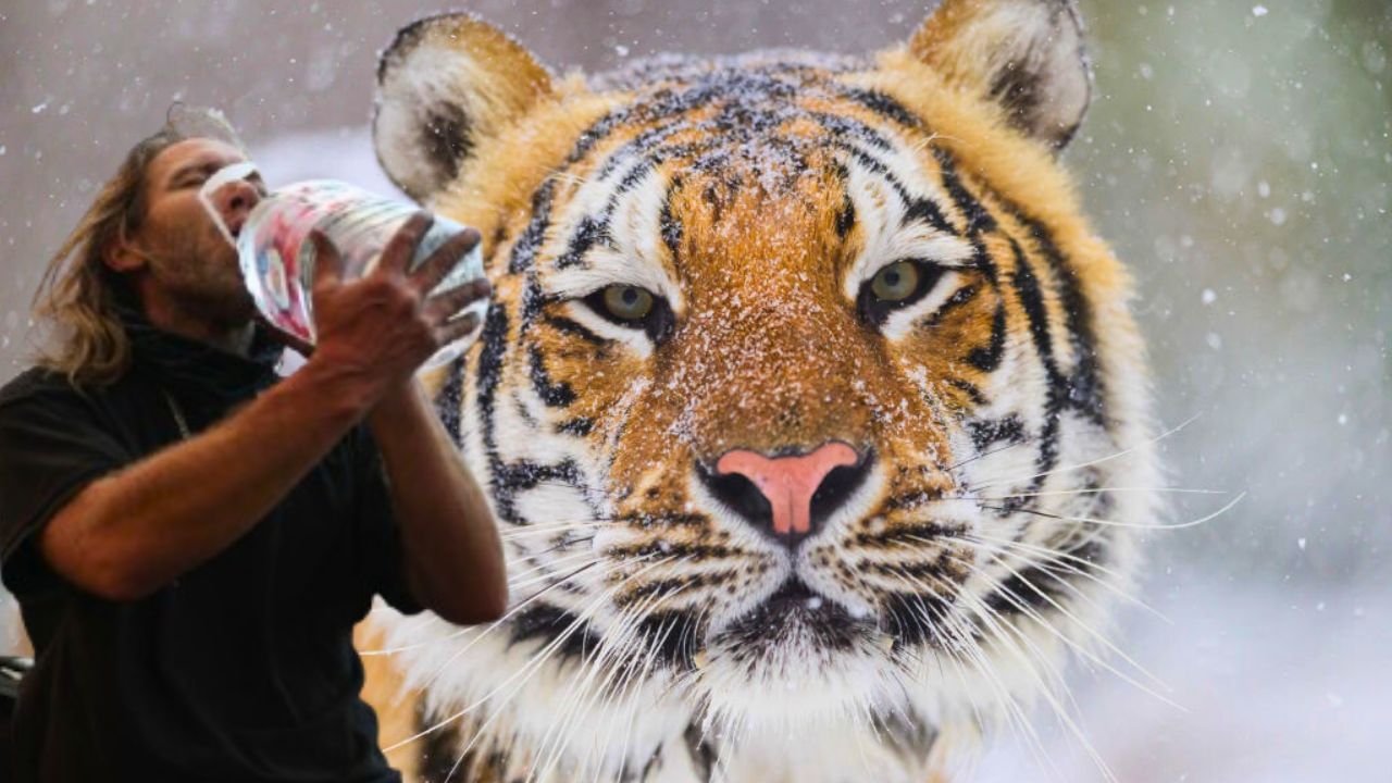 Tiger Urine: বাঘের প্রস্রাবে সারবে বাতের ব্যথা! বিকোচ্ছেও হুহু করে ...