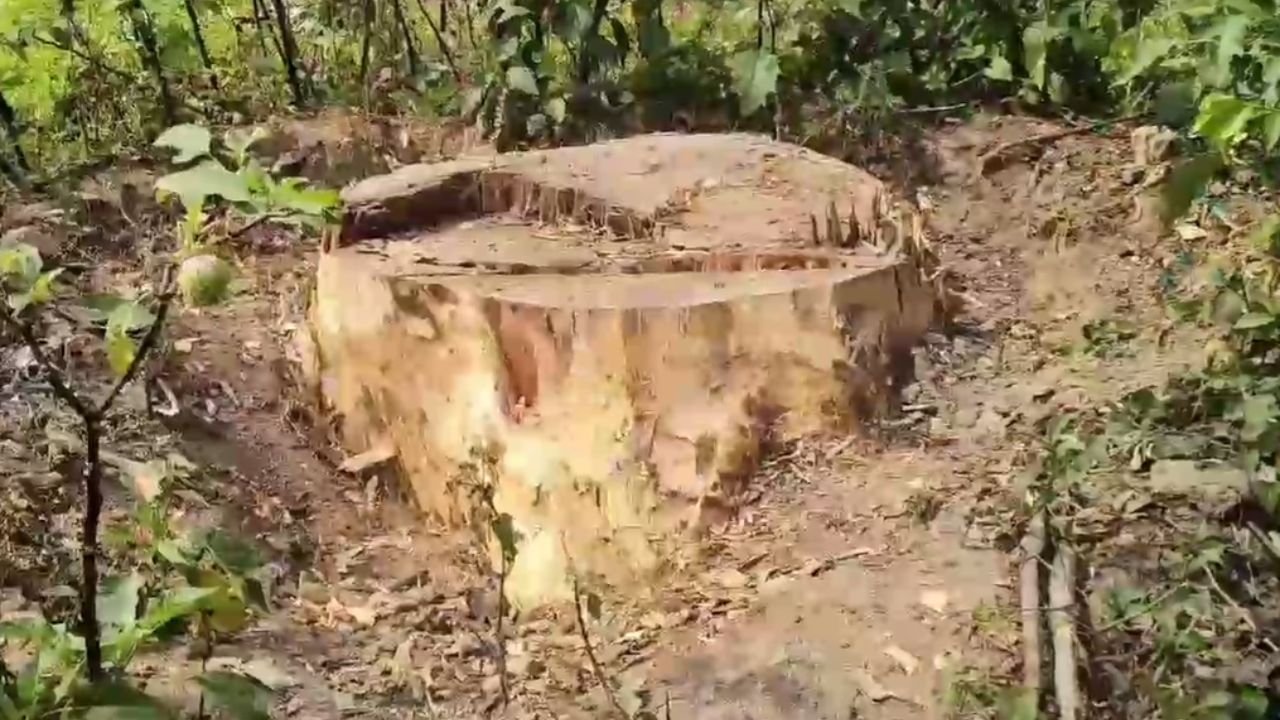 Bankura: হাসপাতালে থাকা প্রাচীন গাছ গায়েব, BMOH-কে কম্পালসারি ছুটিতে পাঠালো স্বাস্থ্য দফতর ...