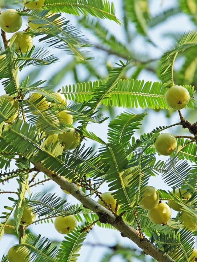 বাড়িতে এই গাছ লাগিয়ে দেখুন, কী ভাবে সুখে ভরে জীবন! – TV9Bangla