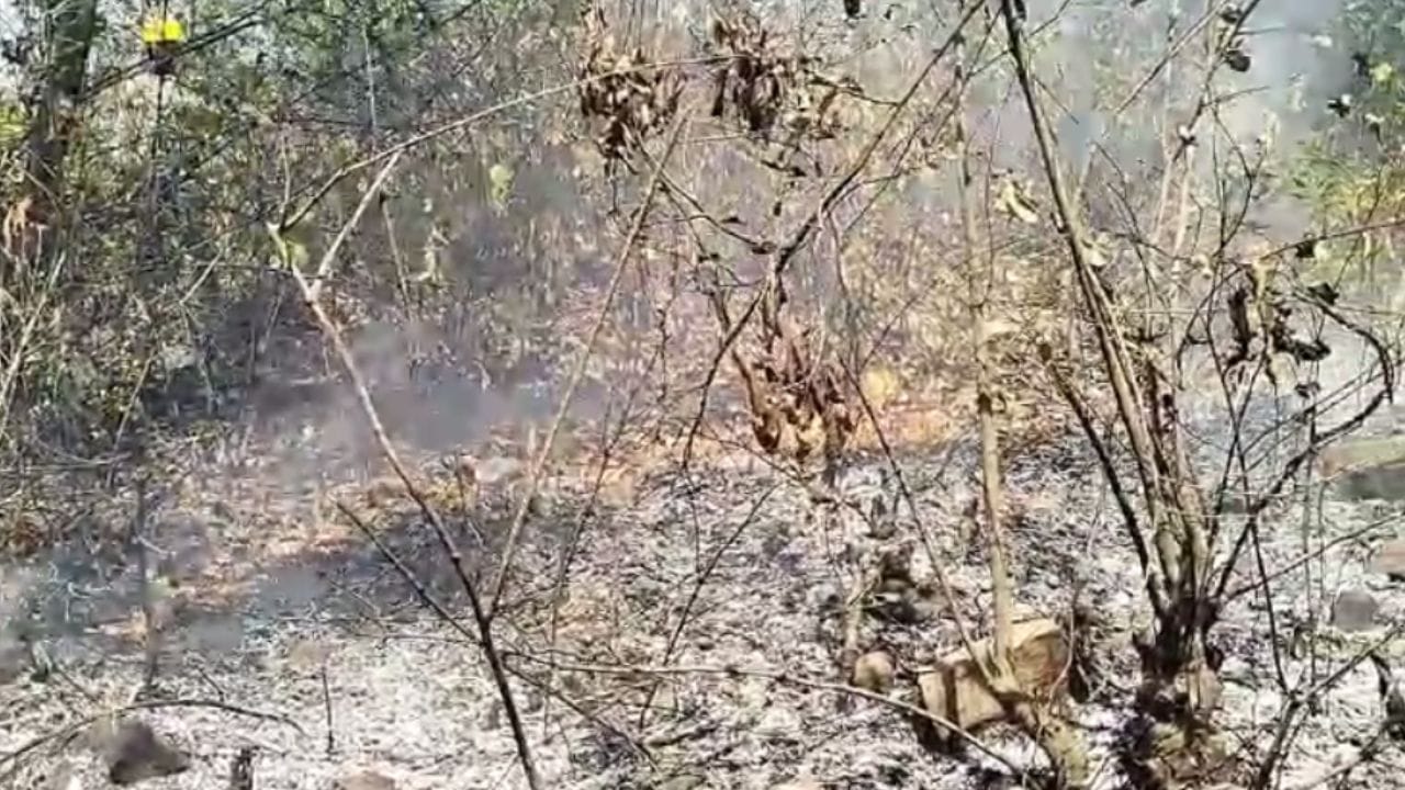 Bankura: দাউদাউ আগুনে জ্বলছে শুশুনিয়া পাহাড়, বড় কোনও বিপদের ইঙ্গিত ...