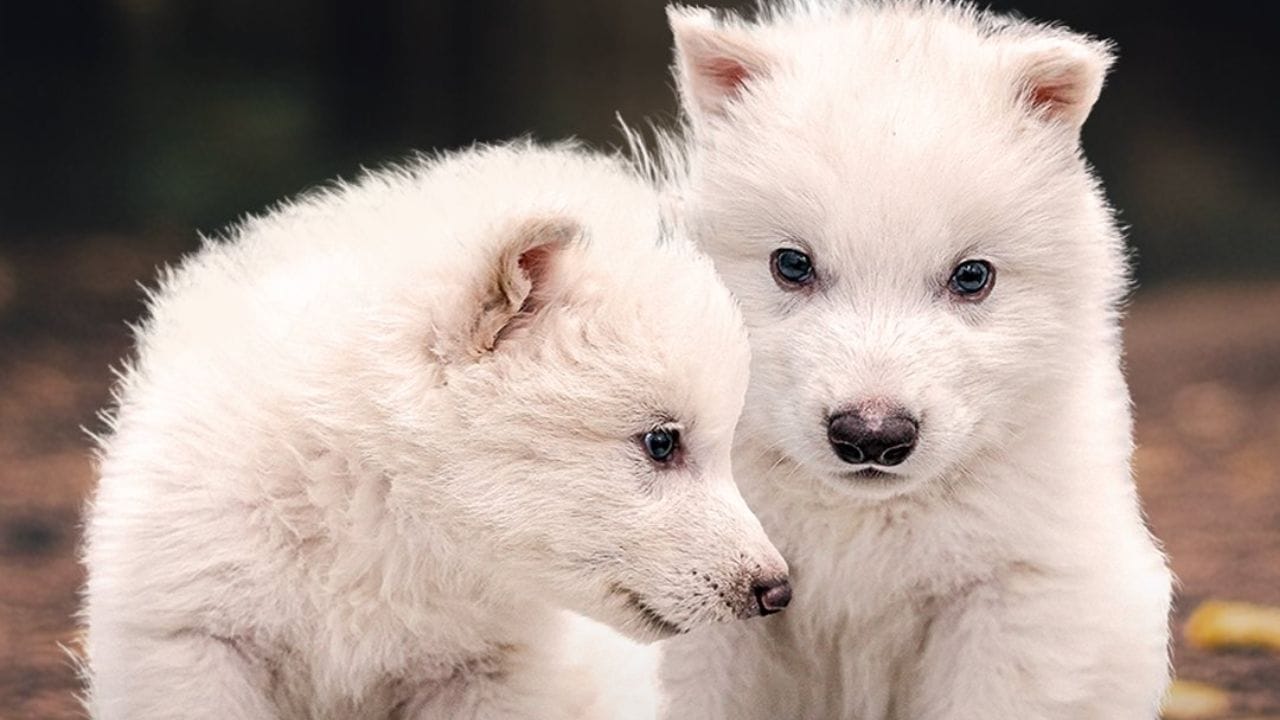 Dire Wolves: সাড়ে ১২,০০০ বছর আগের নেকড়ের জন্ম দিল মানুষ! - Bengali ...