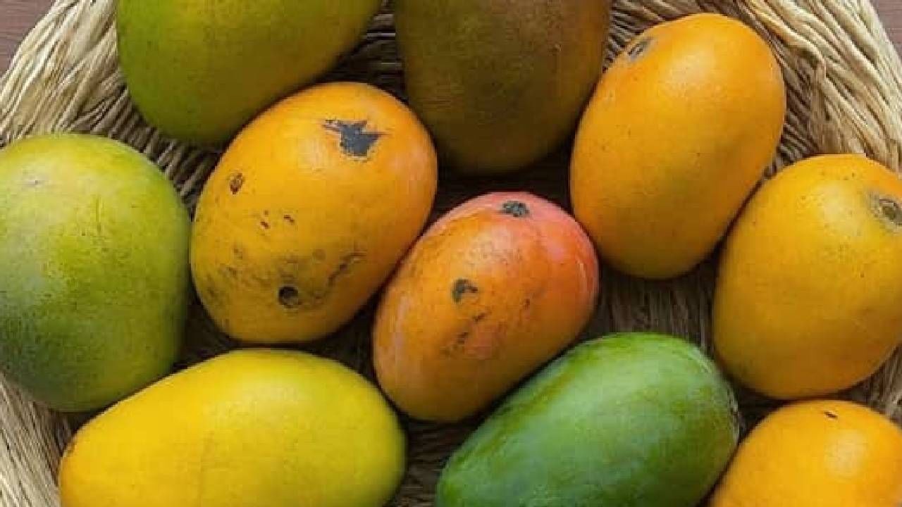 Mango Business: কখনও খেয়েছেন পূর্বস্থলীর এই আম? - Bengali News | Have ...