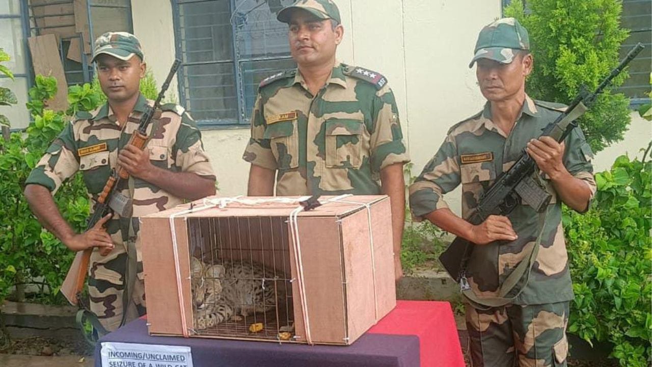 BSF Jawas News: বাংলাদেশিরা ভারতে কী ঢোকাতে চাইছিল জানেন? সবটা রুখল BSF ...