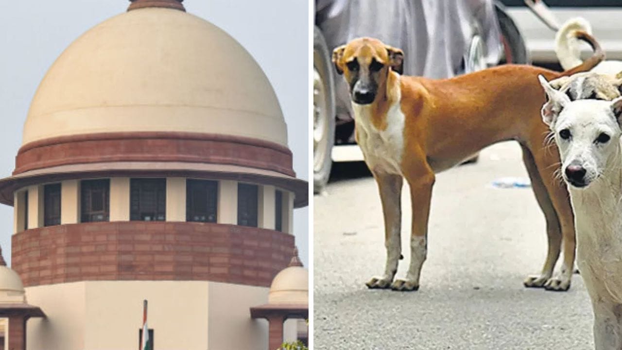 Stray Dogs: সুপ্রিম কোর্টে পথকুকুর সংক্রান্ত মামলা সরল তিন বিচারপতির ...