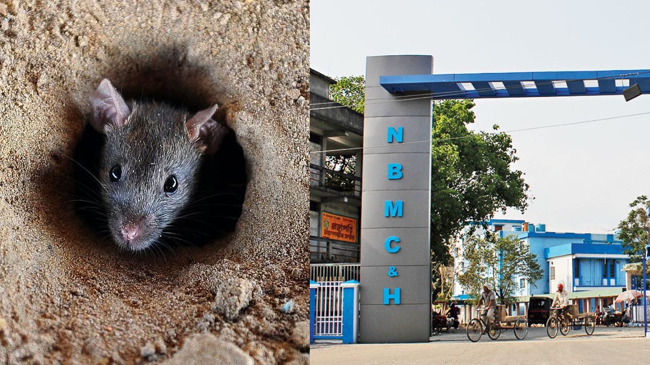 Rat Fever: আরও ছড়াচ্ছে ইদুর জ্বর? শিলিগুড়ি এবং তরাই-ডুয়ার্সেও আক্রান্তের খোঁজ, উদ্বেগ বাড়ছে ...