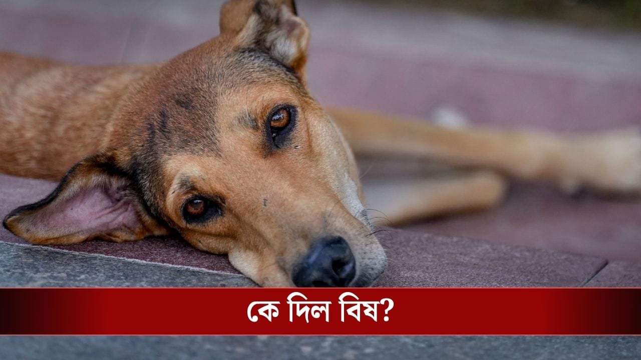 Stray Dog Mass Death: সব ভোটের খেলা? বিষ দিয়ে মারা হল ৫০০ কুকুরকে ...